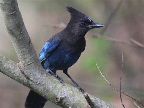 Stellers Jay Cyanocitta Stelleri Stellers Jay Identification