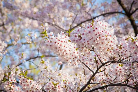 Best Time To Buy A Cherry Blossom Tree At Lula Meyers Blog