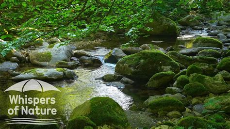 명상을 하면서 듣는 자연의 소리 흐르는 물소리 Youtube