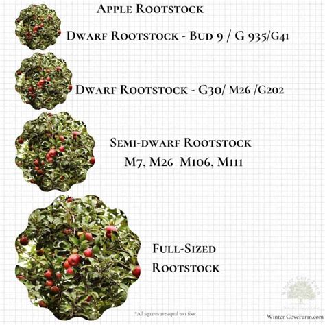Rootstock Cheat Sheet Winter Cove Farm