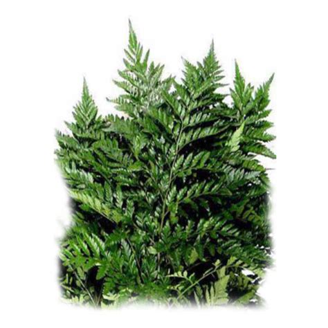 Leather Leaf Bu Field Of Flowers