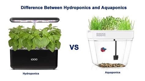 Difference Between Hydroponics And Aquaponics