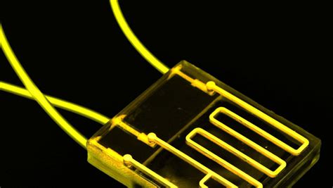 Organs On The Chip Modelling Und Tiermodelle