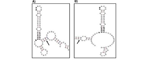 Prediction Of The Secondary Structure Of The Region Containing The Download Scientific Diagram
