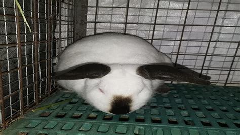 Rabbit Classification Object Detection Dataset By Rabbit Management