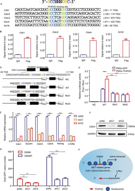 Tfap2c Facilitates Somatic Cell Reprogramming By Inhibiting C Myc