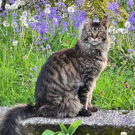 Kitty Land Kittylandus • Instagram Photos And Videos