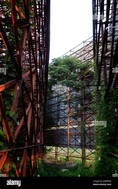 Tree Growing Between Billboards In Chiang Mai Thailand Stock Photo Alamy
