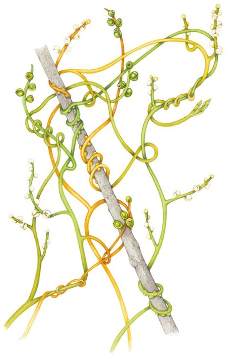 Love Vine Cassytha Filiformis Lizzie Harper