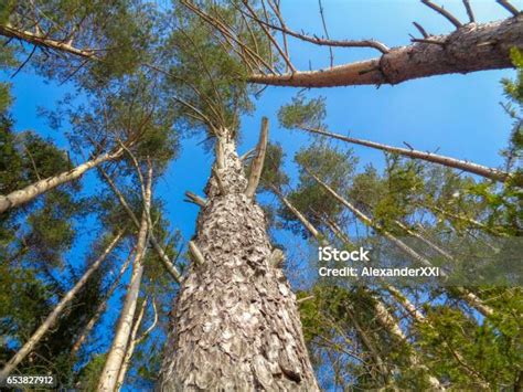 푸른 하늘과 밝은 태양 아래 3 월에서 아름 다운 야생 하 고 조용한 숲 높은 해상도 동부 유럽의 자연 0명에 대한 스톡 사진 및 기타 이미지 Istock