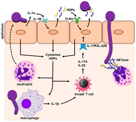 Chronic Mucocutaneous Candidiasis Immunodeficiency