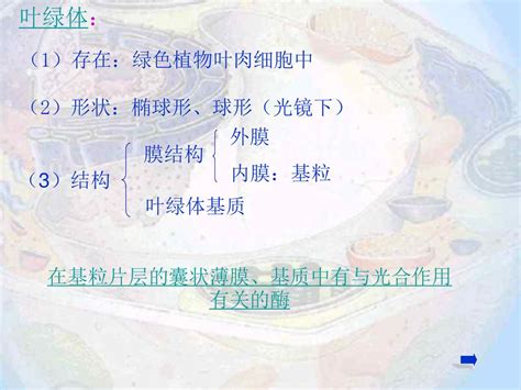 第2节 细胞器——系统内的分工合作 本节聚集： 1 细胞器有什么功能？ 2 细胞器之间是怎样分工合作的？ Ppt Download