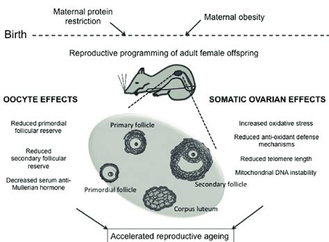 Indicators Of Accelerated Reproductive Aging Resulting From Nutritional Download Scientific