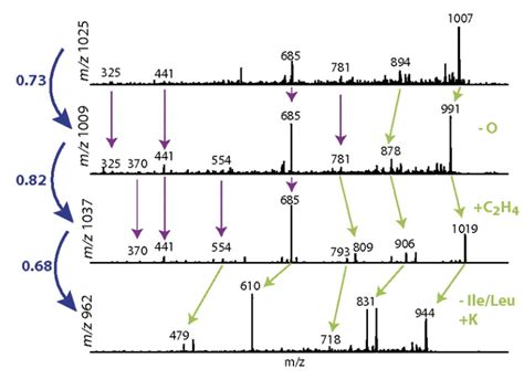 Molecular Networking Gnps Documentation