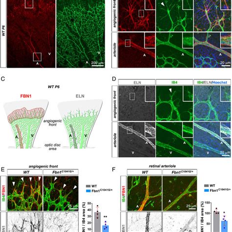 Fibrillin 1 Is Expressed Within The Microvasculature Of The Developing