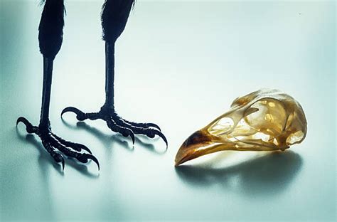 Squelette Oiseau Banque Dimages Et Photos Libres De Droit Istock