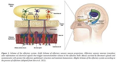 Olfactory Receptors In Mammals Including Bats
