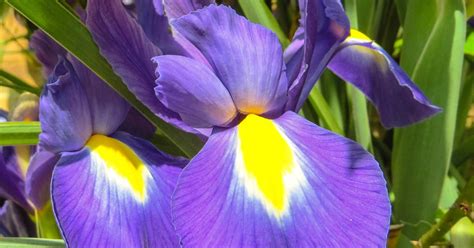 Kraljevski Cvijet Iris Poljoprivredni Portal