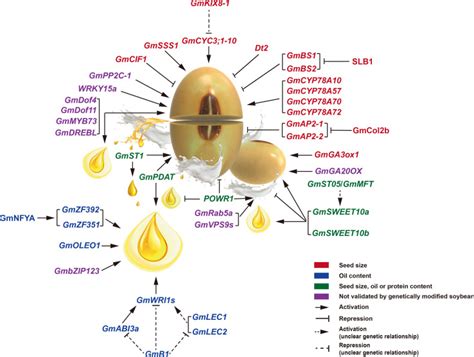 Genetic Regulatory Networks Of Soybean Seed Size Oil And Protein