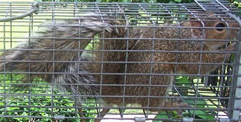 What Is A Squirrel S Mating Habits