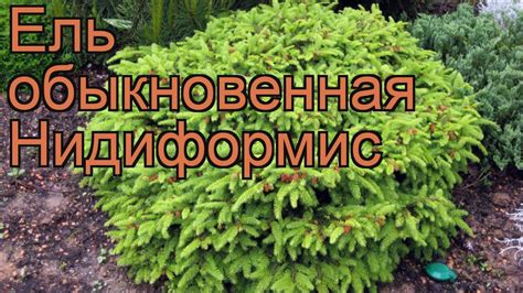 Ель обыкновенная Нидиформис (picea abies nidiformis) 🌿 обзор: как ...
