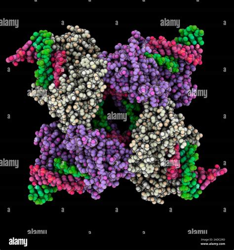 Cre Recombinase Complexed With Dna Deoxyribonucleic Acid Holliday