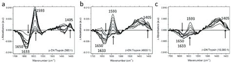 The Ftir Difference Spectra For β Cn Digested By Trypsin Recorded At 37 Download Scientific