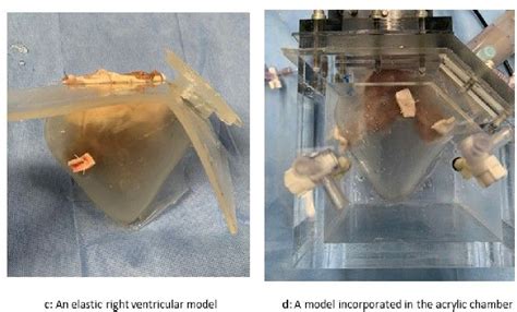 Table 1 From A Tissue Hybrid Right Ventricular Pulsatile Circulatory