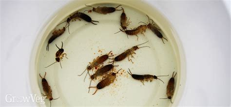 Dealing With Earwigs In Your Vegetable Garden