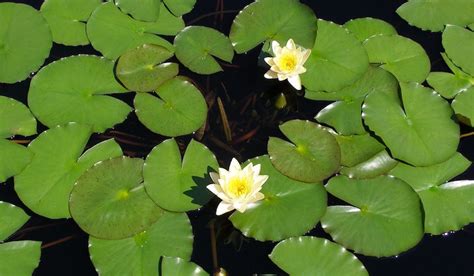 Smarter Machine Learning Job Placement In Elasticsearch Elastic Blog