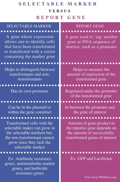 Difference Between Selectable Marker And Reporter Gene Pediaacom