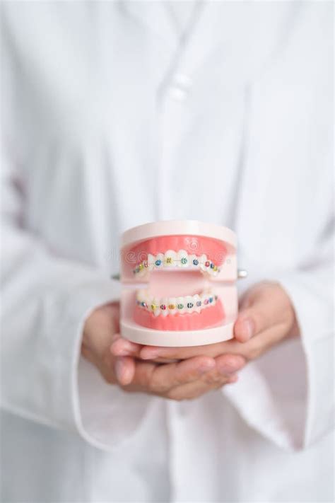 Dentist With Orthodontic Tooth Model And Bracket Or Brace Clean And