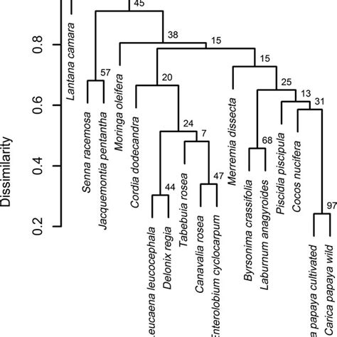 Hierarchical Cluster Of Dissimilarity For Pollinator Assemblages In A Download Scientific