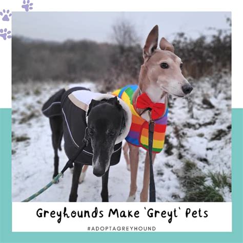 Greyhounds Make Greyt Pets Twinkl