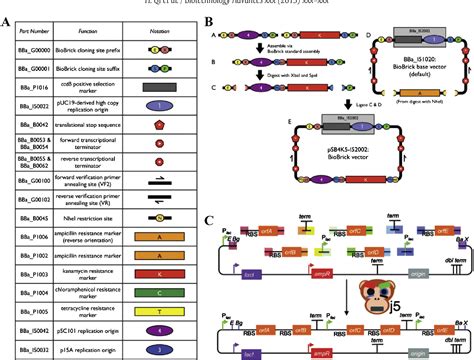 Figure 1 From Modularization Of Genetic Elements Promotes Synthetic