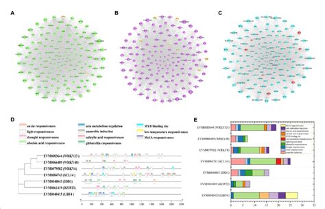 Co Expression Network Analysis Of Degs A Co Expression Network Of