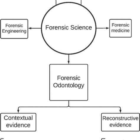 Forensic Sciences Branches And Importance Of Forensic Odontology Download Scientific Diagram