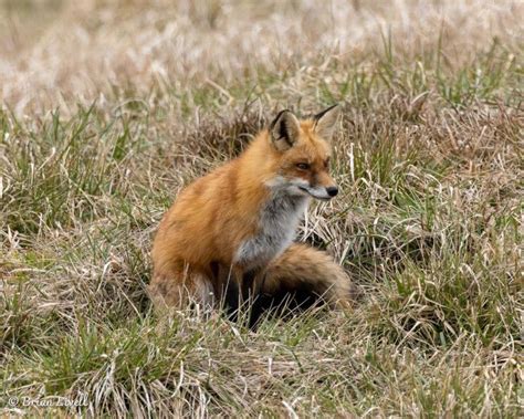 Brian Livell On Linkedin Wildlifephotography