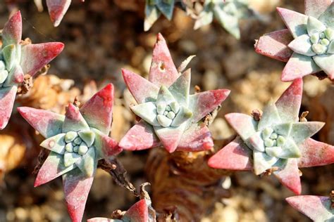 Kesalahan Merawat Kaktus Dan Sukulen Sering Dilakukan