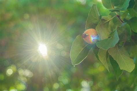 잎과 태양 눈부심 틈 틈 나무의 왕관 흐릿한 배경 배경 얽히고 설킨 쾌적한 벨벳 같은 껍질과 함께 익어가는 모과 과일과 가지 자연의 열매 채식주의 건강한 생활방식에 대한