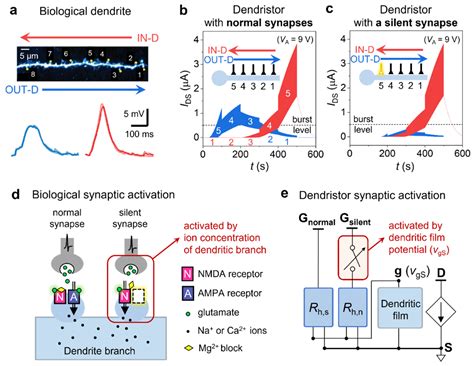 Neuromorphic Dendritic Computation With Silent Synapses For Visual Motion Perception V1
