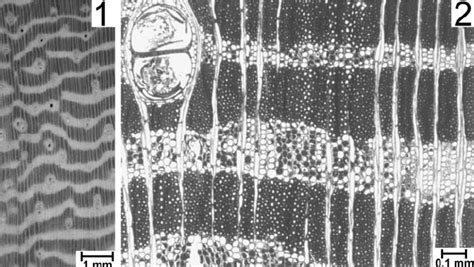 Transverse Section Of Xylem Of Lonchocarpus Sericeus Diffuse Porous Download Scientific