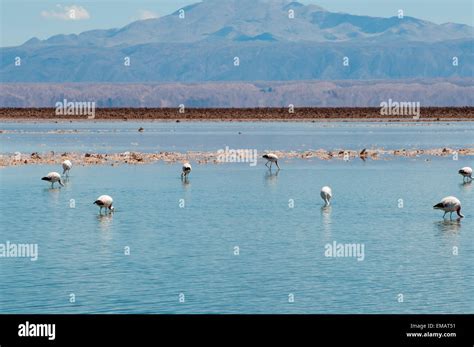 Flamencos Browsing In Laguna Chaxa In The Salar De Atacama Reserva