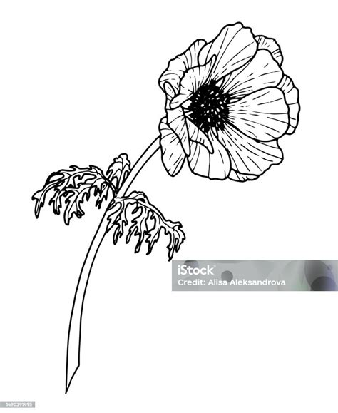 아네모네 벡터 꽃입니다 고립된 배경에 검은색 잉크로 그린 윤곽선 스타일의 손으로 그린 꽃 그림 인사말 카드 또는 청첩장을 위한 식물 그림 그래픽 스케치 0명에 대한 스톡