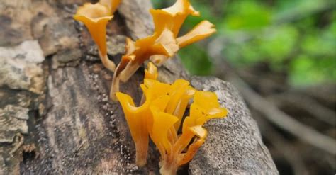 Rare Fungi Cultivation Experiments Begin In Dhofar Governorate Black