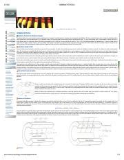 Understanding Membrane Potentials And Nerve Impulses Course Hero