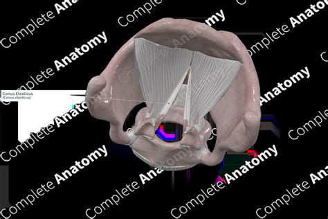 Conus Elasticus Complete Anatomy