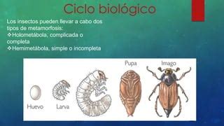 Los Insectos Pptx