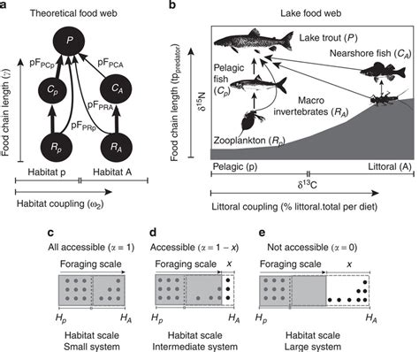 Predicting Food Web Structure From Theory To Naturea Theoretical Download Scientific Diagram