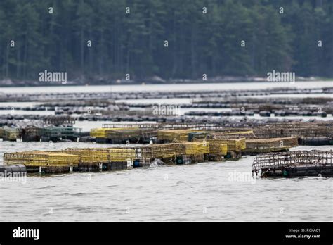 Oyster Farming In The Damariscotta River Maine With Traps And Cages